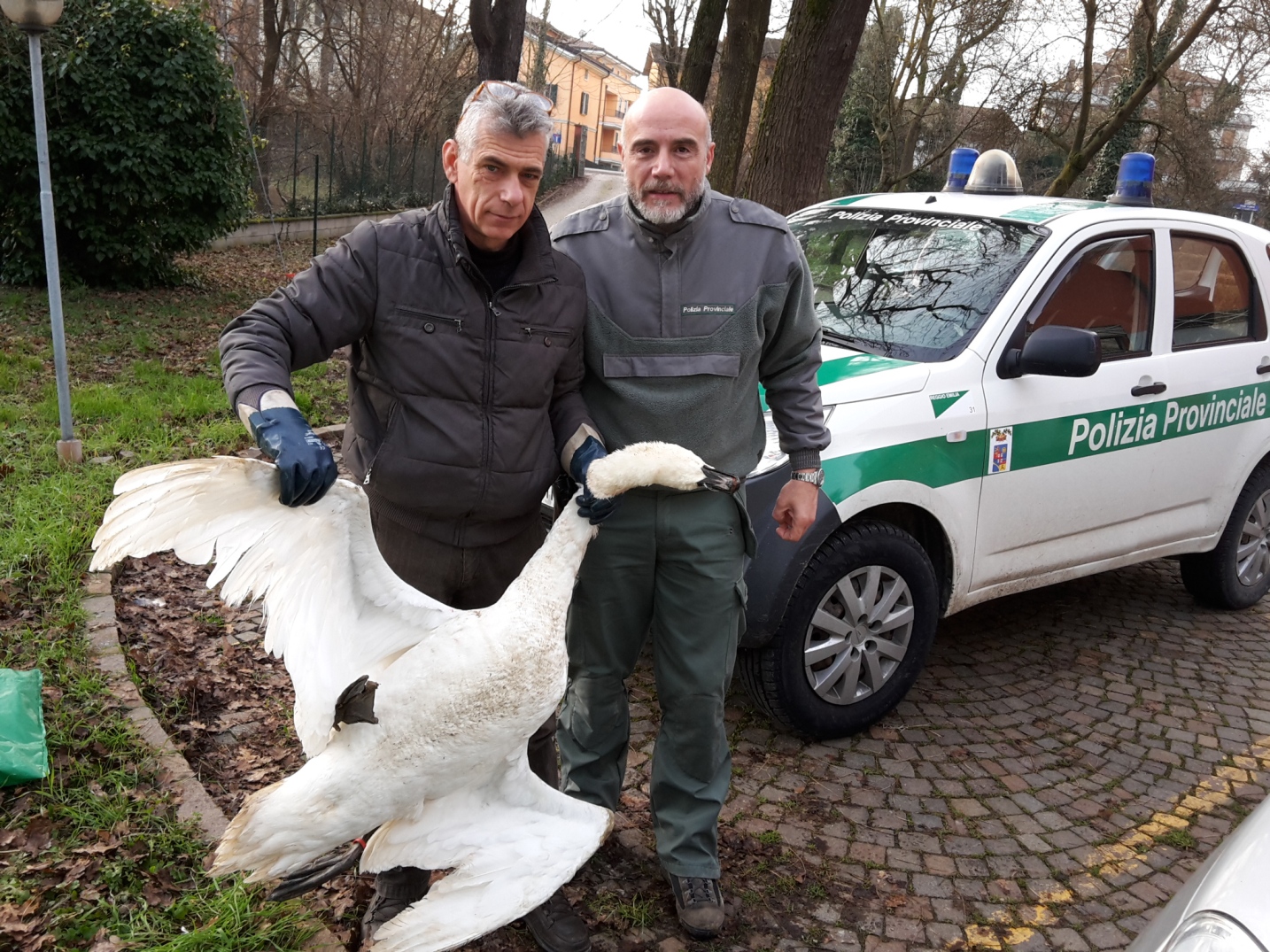 Provincia di Reggio Emilia » Cigno trovato morto nel torrente a Pieve ... Provincia di Reggio Emilia » Cigno trovato morto nel torrente a Pieve ...